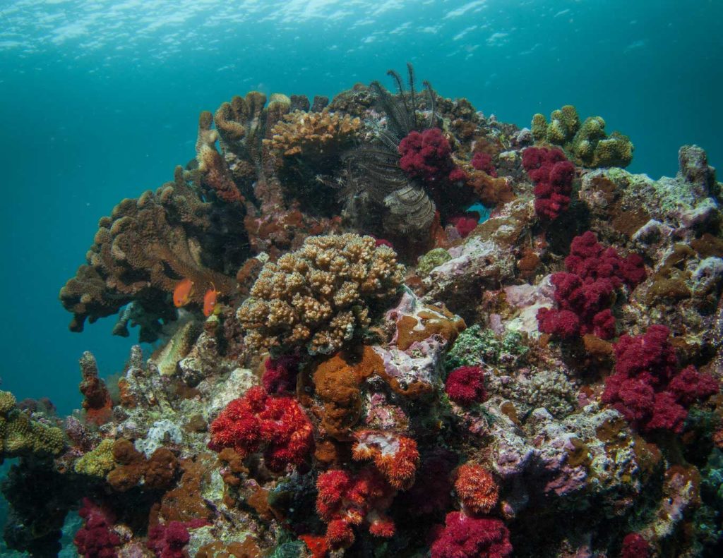 20 Best Things to Do in Vanua Levu: The Vanua Levu Must-Dos!