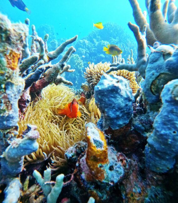 Wildlife in Fiji: Animals in Fiji & Where to See Them - Fiji Pocket Guide