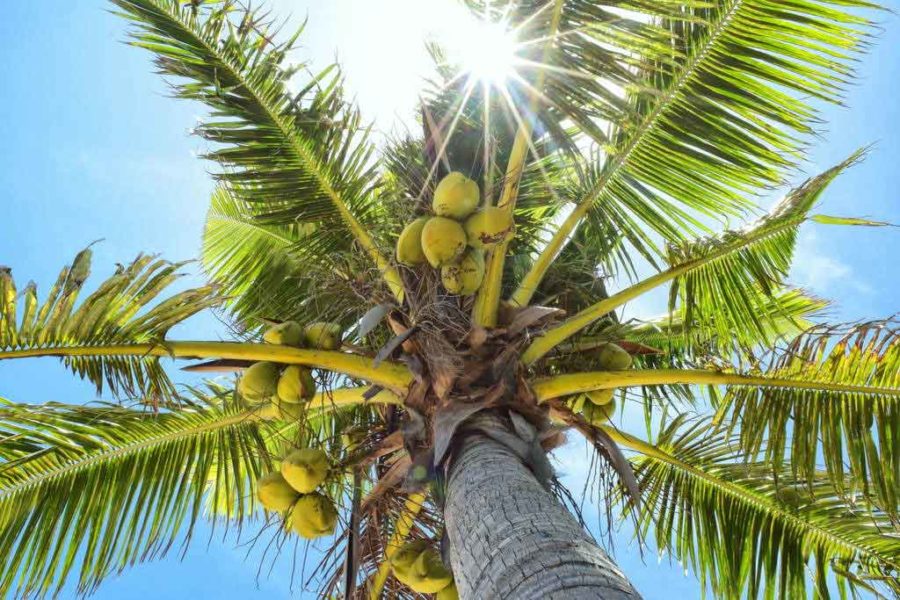 Fiji Weather in January: Temperature, Rain, Packing List & More - Fiji ...