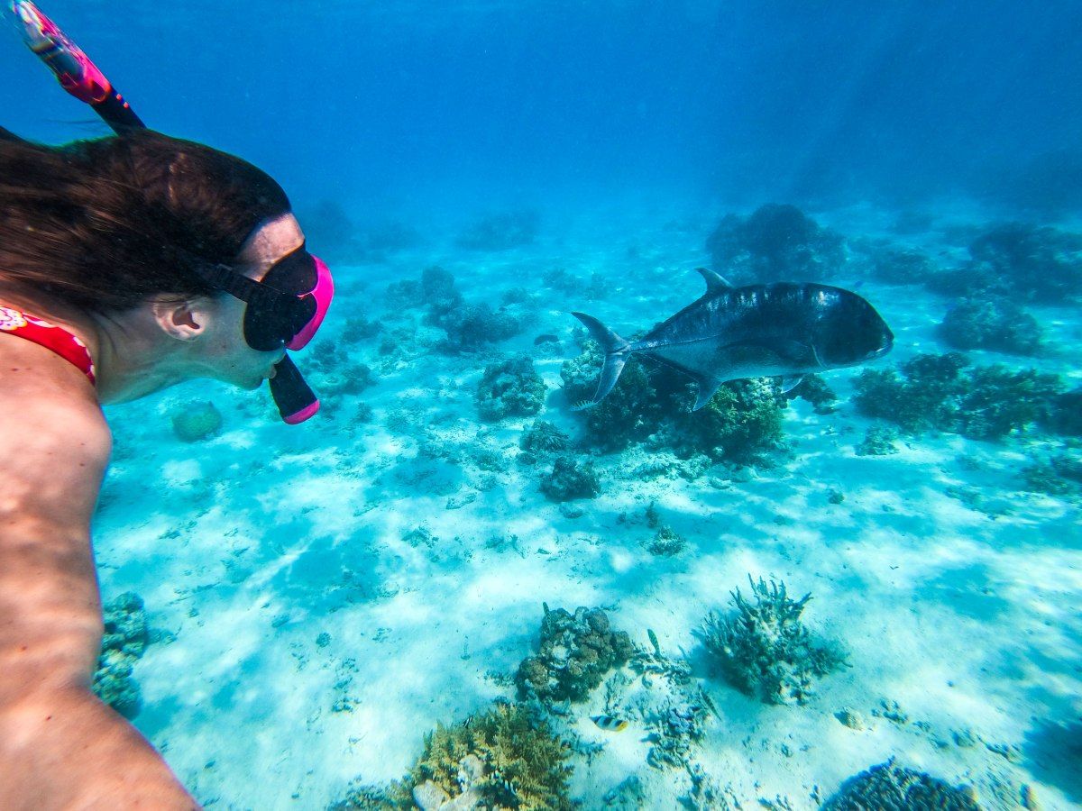 Fishing in Fiji: The Types of Fish in Fiji 🐟 - Fiji Pocket Guide