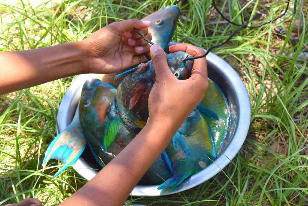 Fishing in Fiji: The Types of Fish in Fiji 🐟 - Fiji Pocket Guide