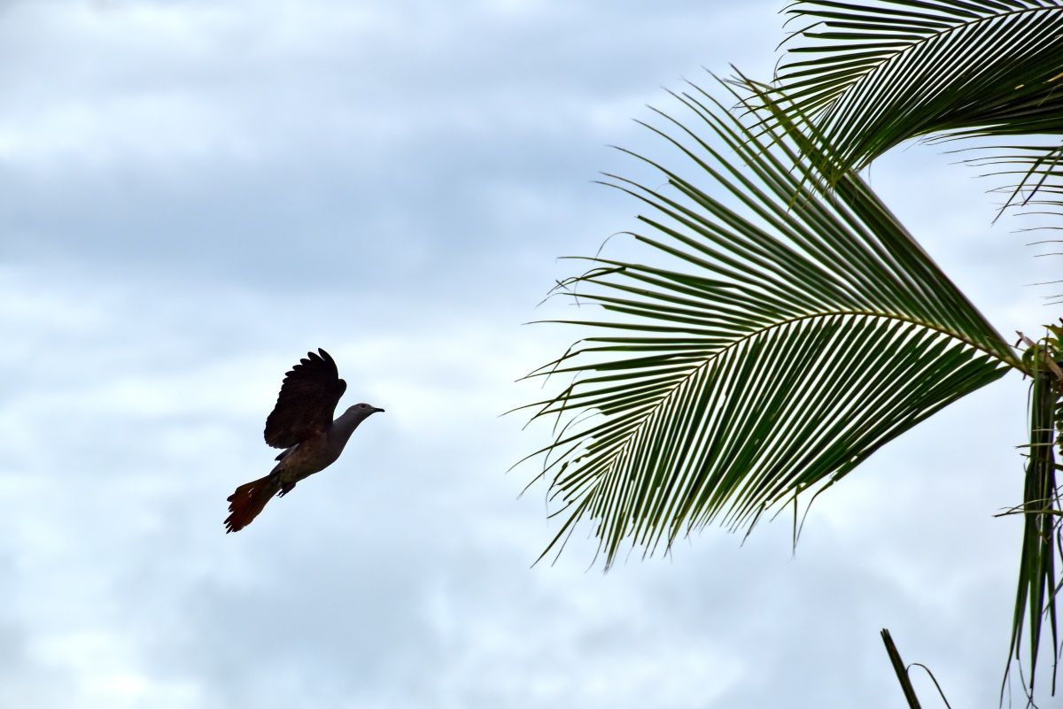 20 Animals & Birds Unique to Fiji 🦜 - Fiji Pocket Guide