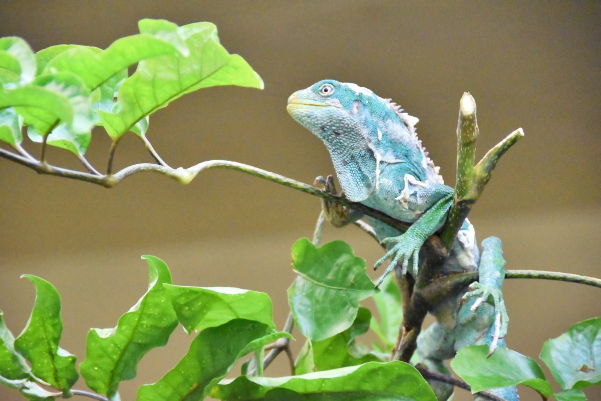 20 Animals & Birds Unique to Fiji 🦜 - Fiji Pocket Guide