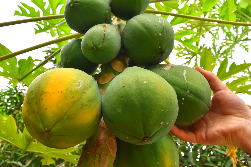 Traditional Fijian Food: 20 Foods to Try in Fiji 🥥