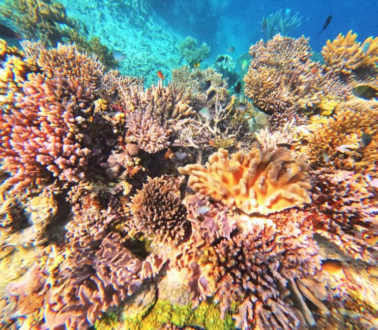 10 Things to Do on Kadavu with Kids - Fiji Pocket Guide