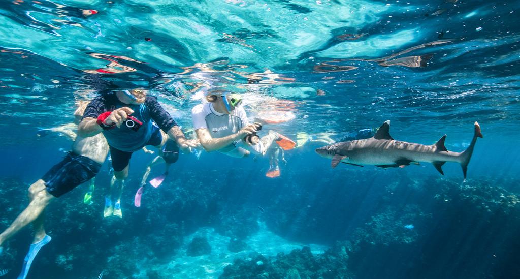 10 Best Places to Scuba Dive in Fiji - Fiji Pocket Guide