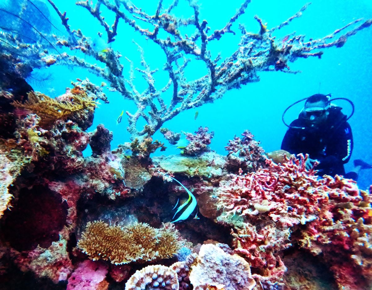57 BEST Places to Scuba Dive in Fiji - Fiji Pocket Guide