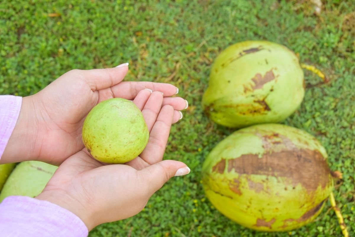 10 Exotic Fruits in Fiji You Have to Try 🍍 - Fiji Pocket Guide