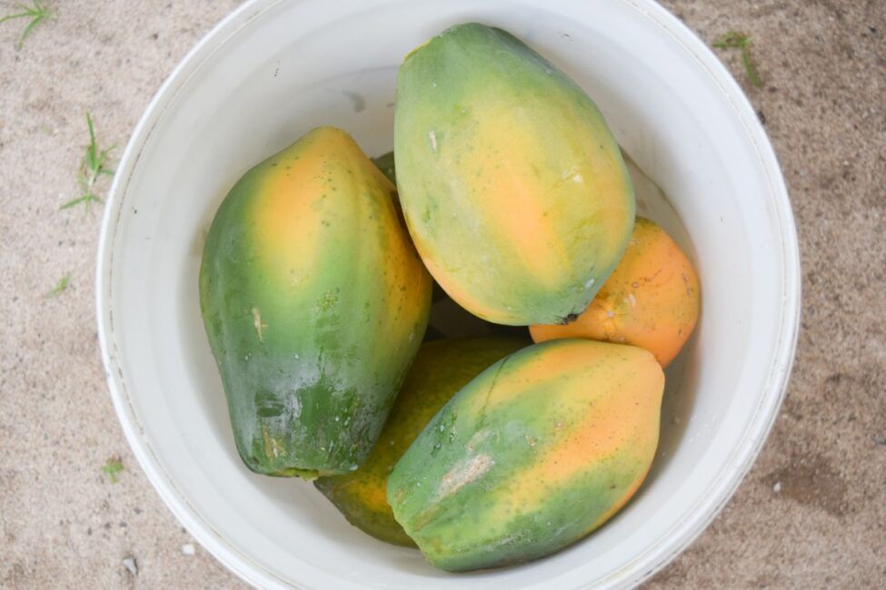 10 Exotic Fruits in Fiji You Have to Try 🍍 - Fiji Pocket Guide