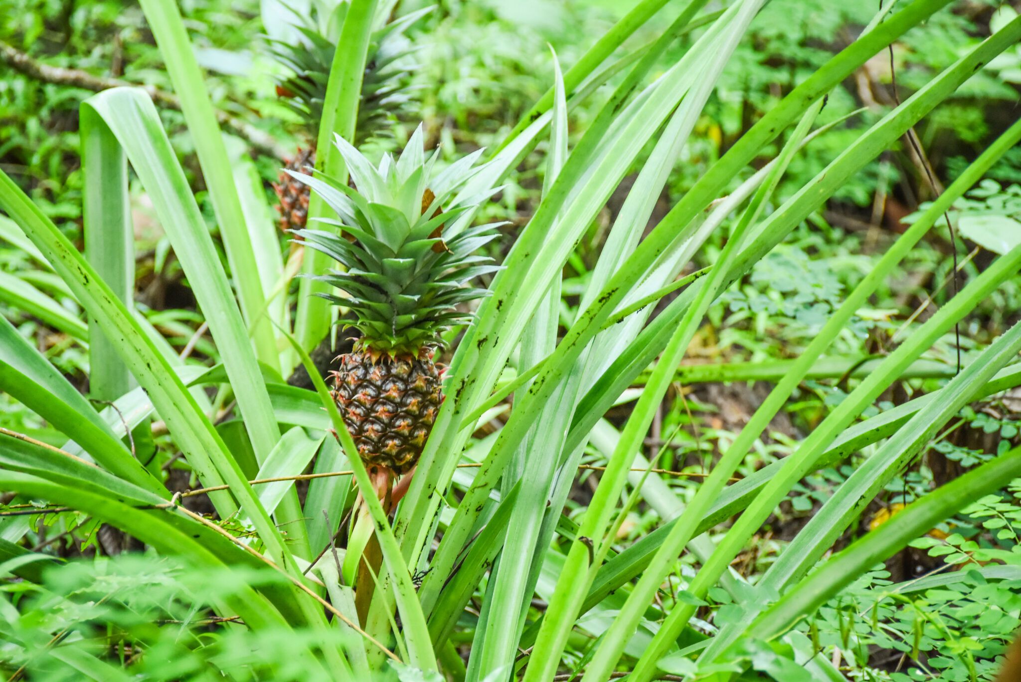 10 Exotic Fruits in Fiji You Have to Try 🍍 - Fiji Pocket Guide