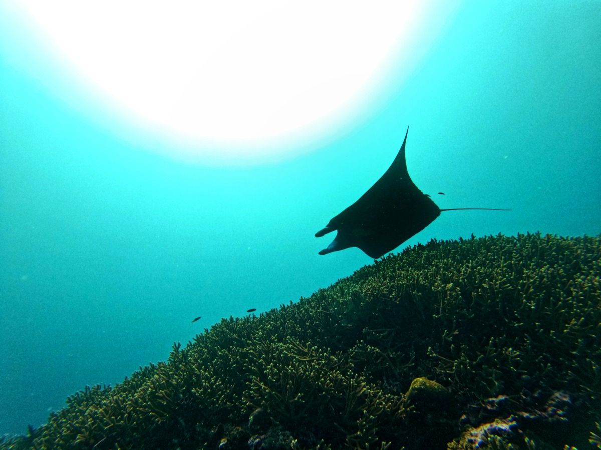 The Guide to Swimming with Manta Rays in Fiji [2025] - Fiji Pocket Guide