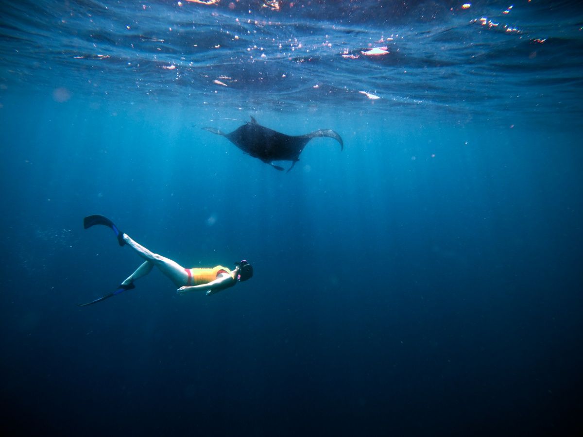 The Guide to Swimming with Manta Rays in Fiji [2025] - Fiji Pocket Guide