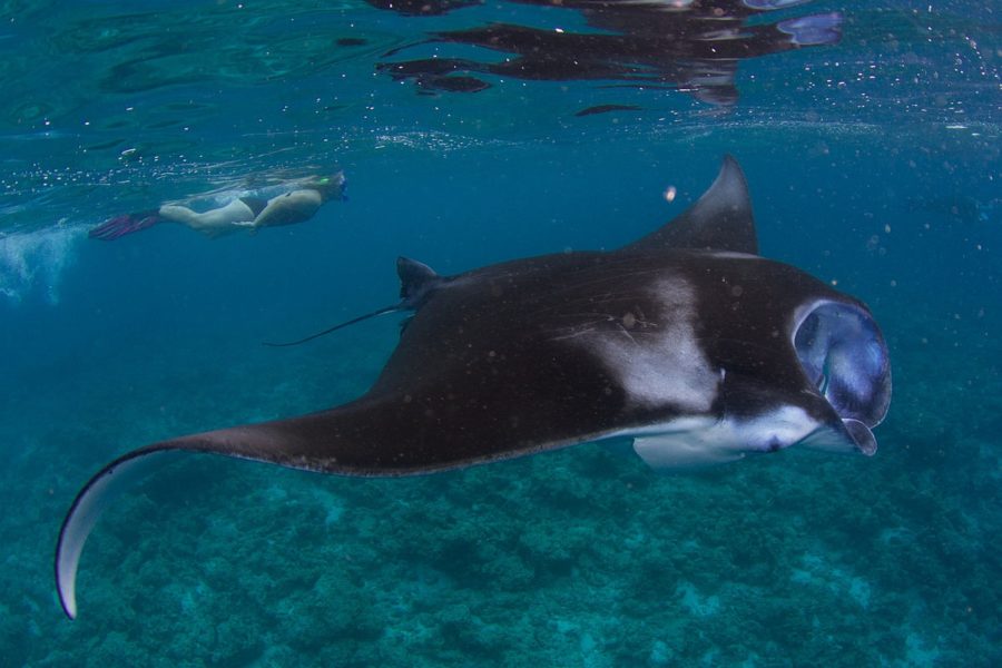 The Guide to Swimming with Manta Rays in Fiji - Fiji Pocket Guide