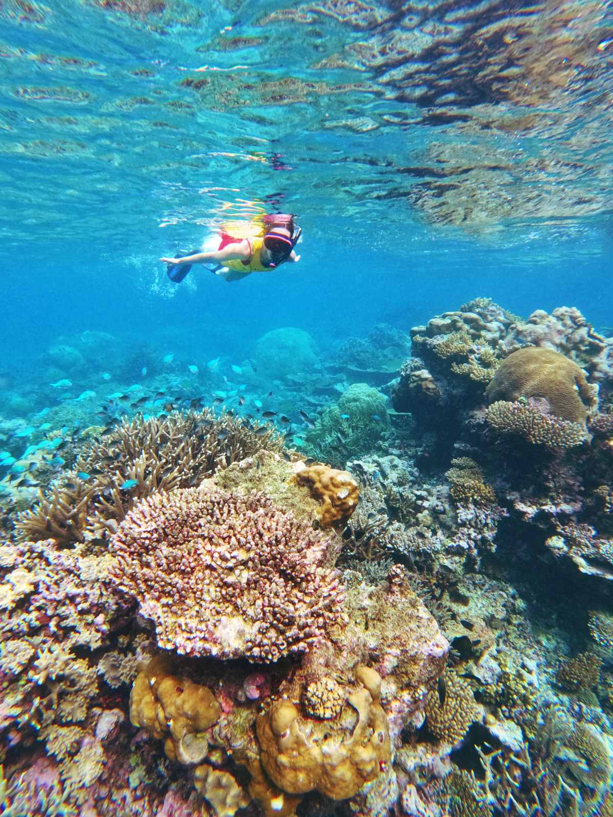 The Ultimate Guide to Snorkelling in Fiji - Fiji Pocket Guide