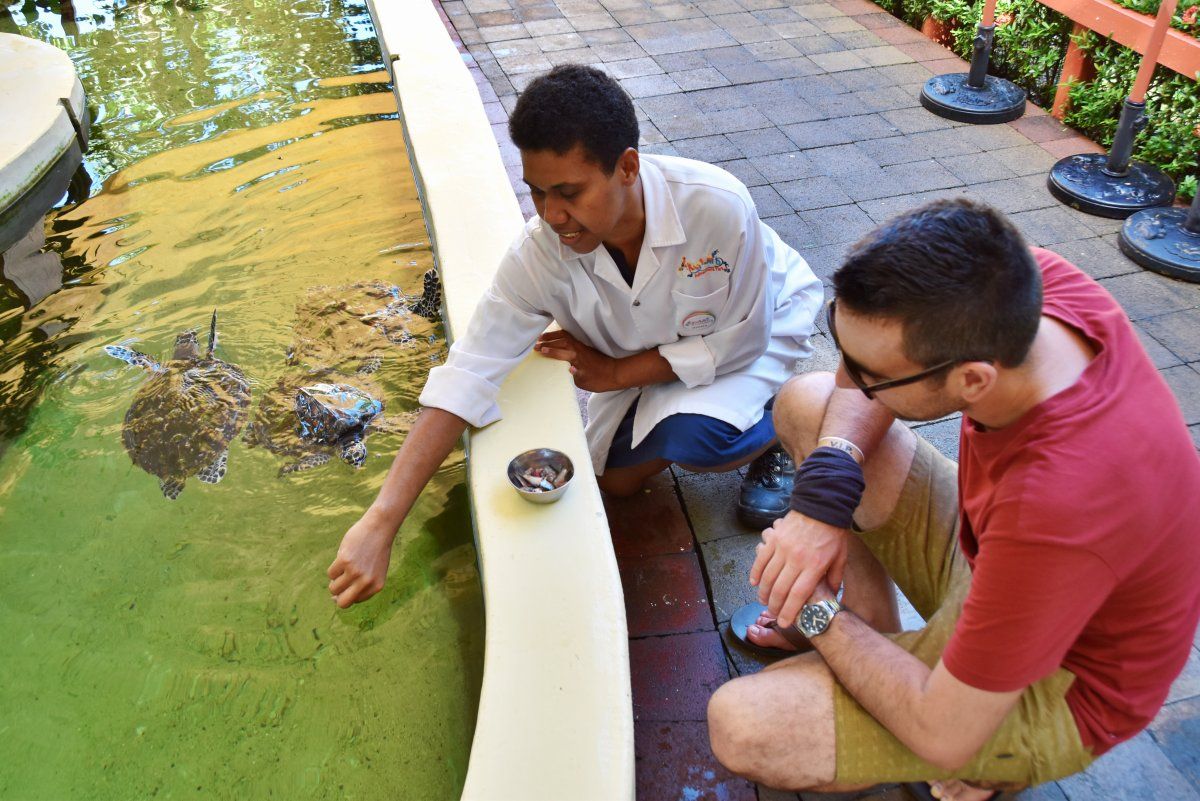 10 Best Places to See & Swim with Turtles in Fiji [2025] - Fiji Pocket ...