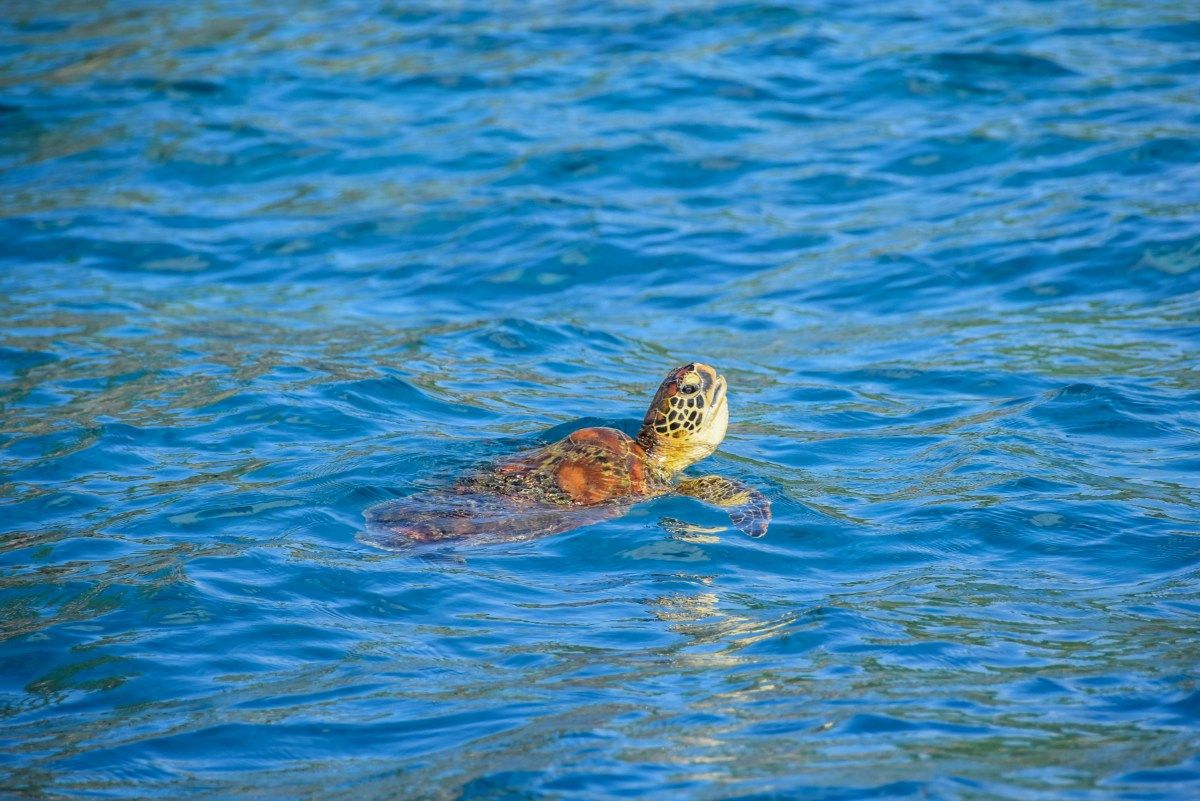 10 Best Places to See & Swim with Turtles in Fiji [2025] - Fiji Pocket ...
