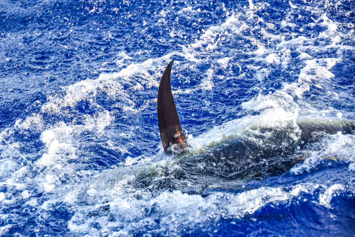 The Ultimate Guide to Fishing in Fiji 🐟 [2026]