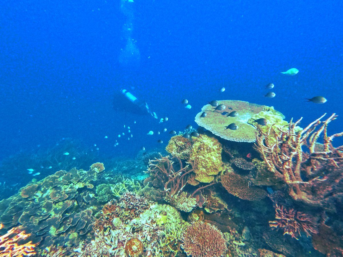 10 Best Dive & Snorkel Sites on the Great Astrolabe Reef - Fiji Pocket ...
