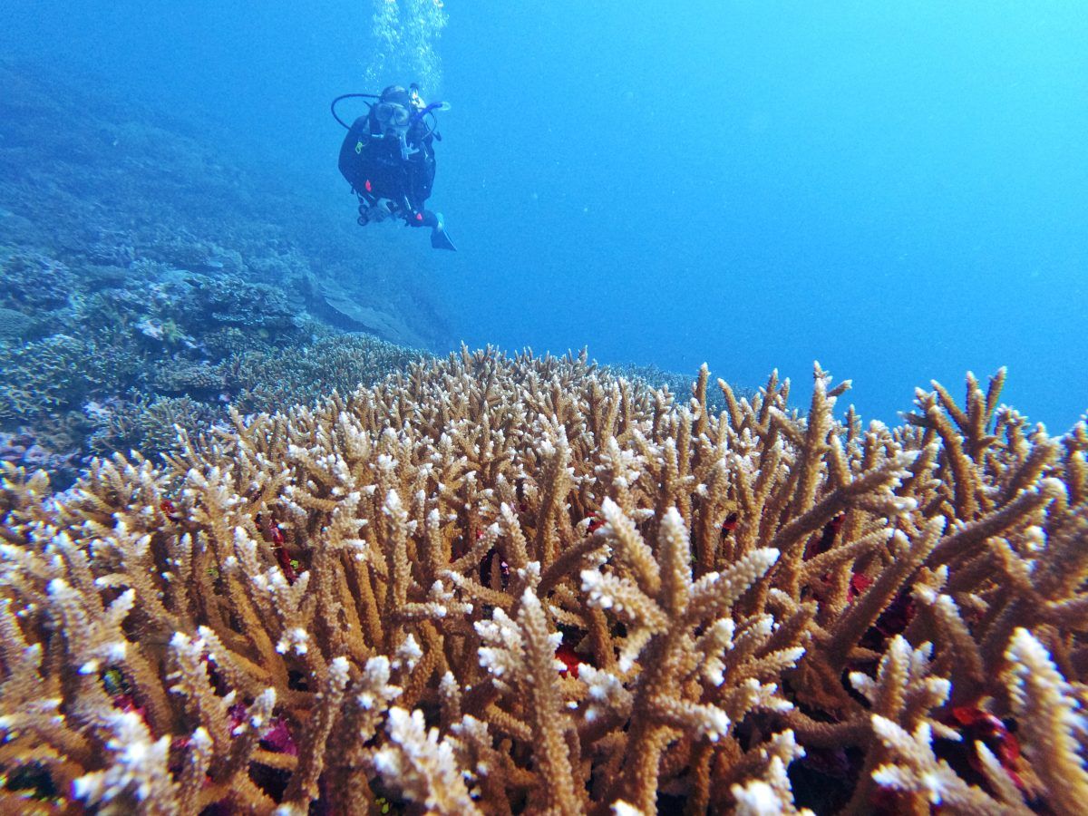 10 Best Dive & Snorkel Sites on the Great Astrolabe Reef - Fiji Pocket ...