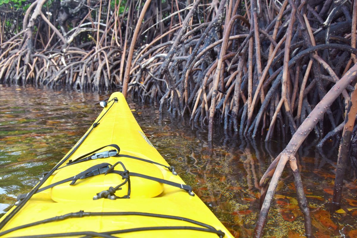 Kayaking in Fiji: 8 Best Kayak Tours in Fiji 🚣 2025